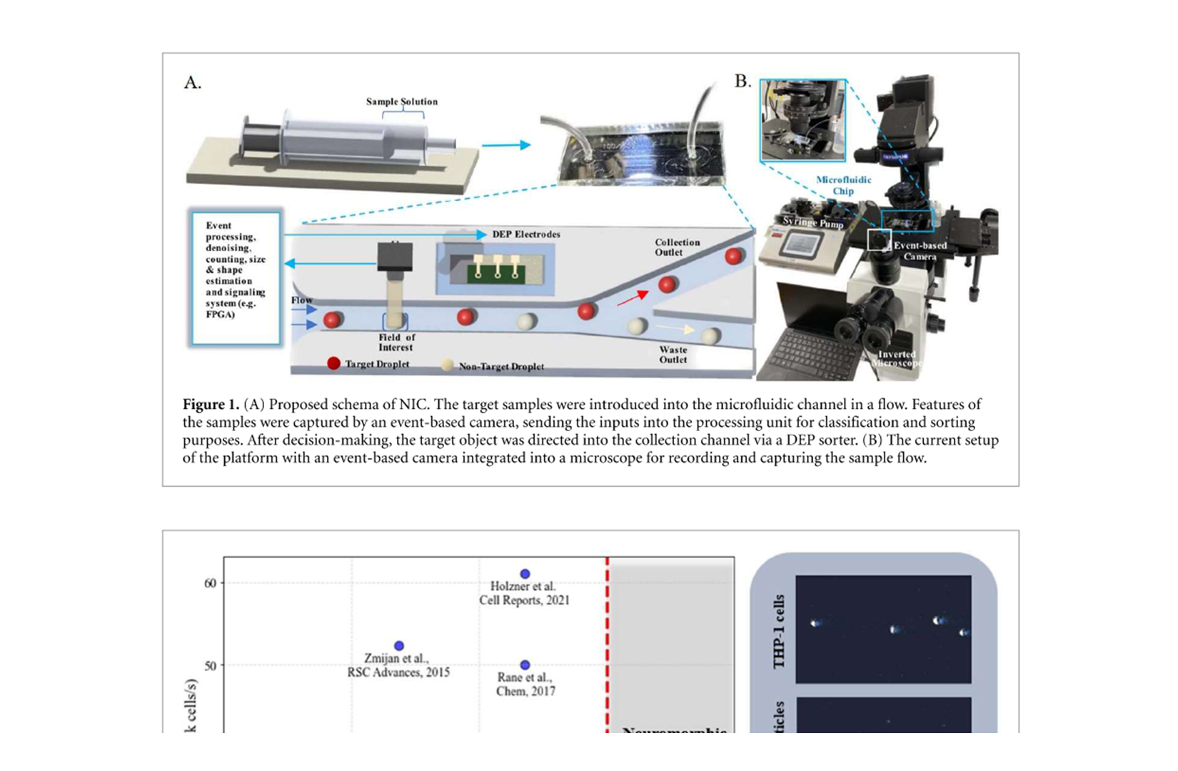 Neuromorphic cytometry: cell counting and size estimation